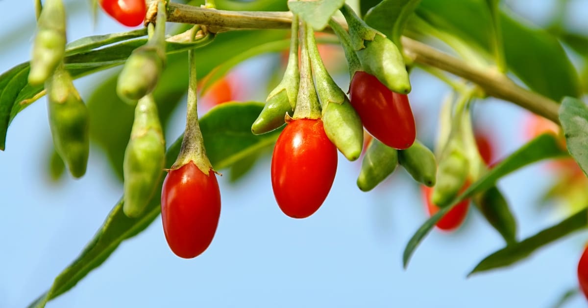 Facts about Goji Berries | Edison Institute of Nutrition