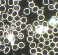 Live and Dry Cell Microscopy Training Explained: Scope, Skills & Career ...